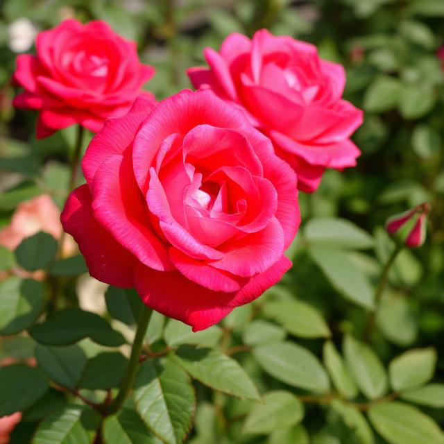 5 beautiful rose ideas for the garden - Elena Sunshine Magazine®
