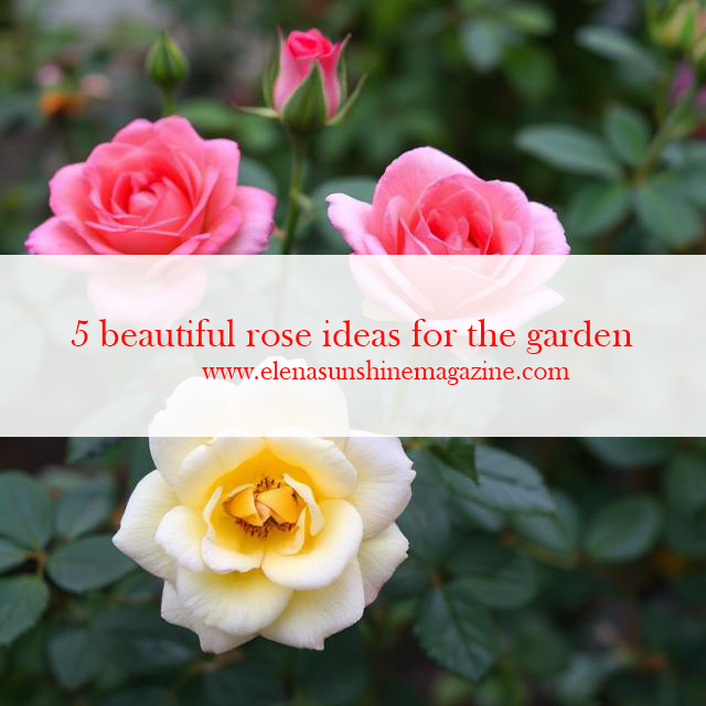 5 beautiful rose ideas for the garden - Elena Sunshine Magazine®