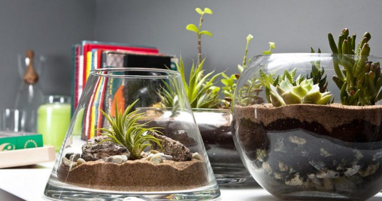 5 tips for creating a mini Garden in a florarium - Elena Sunshine Magazine®