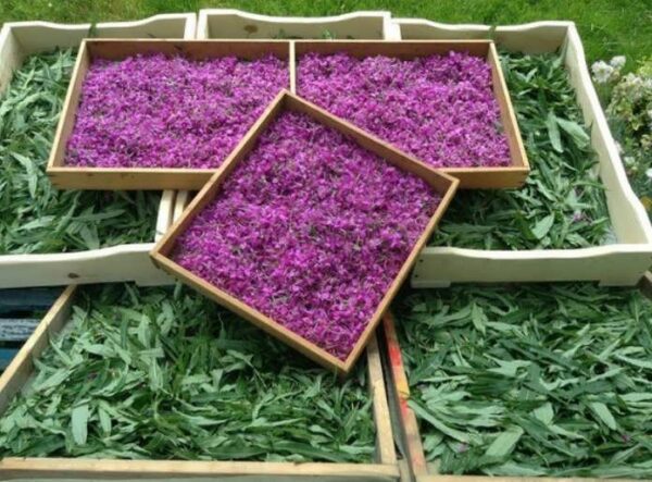 5 steps preparation and fermentation of fireweed - Elena Sunshine Magazine®