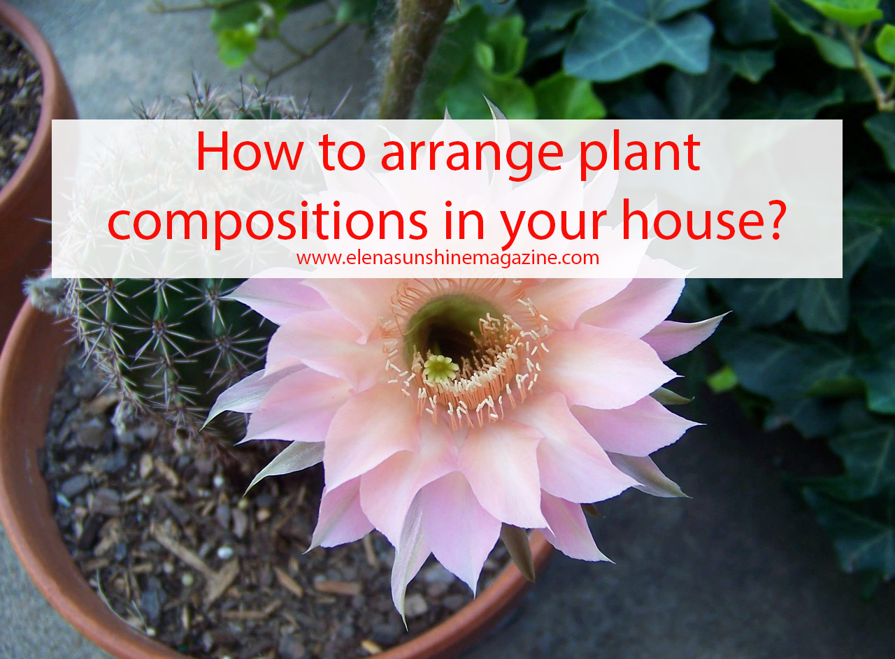 How to arrange plant compositions in your house? - Elena Sunshine Magazine®